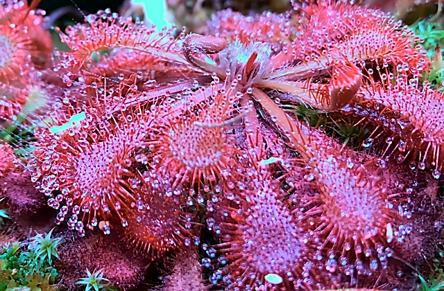 How to Care For Carnivorous Plants Indoors
