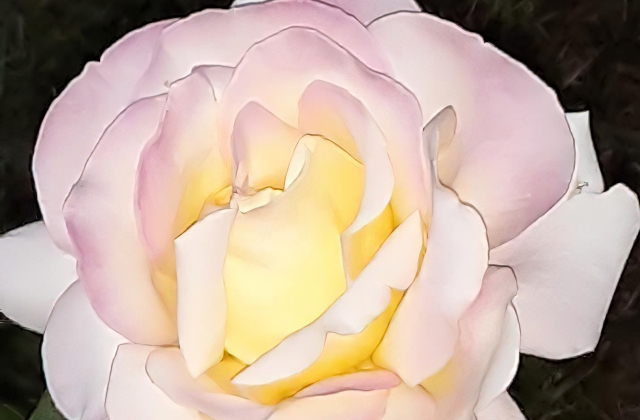 What Flowers Look Good All Year Round?