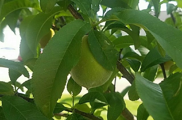 A Guide Building An Orchard Garden