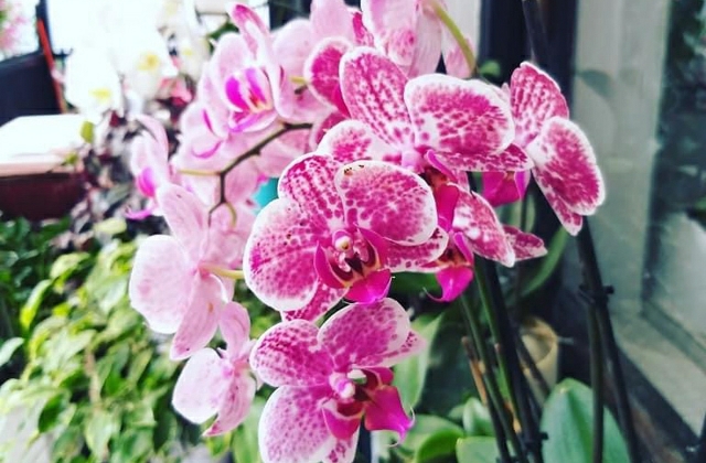Care Tips for Orchids - How to Grow Non-Flowering Plants