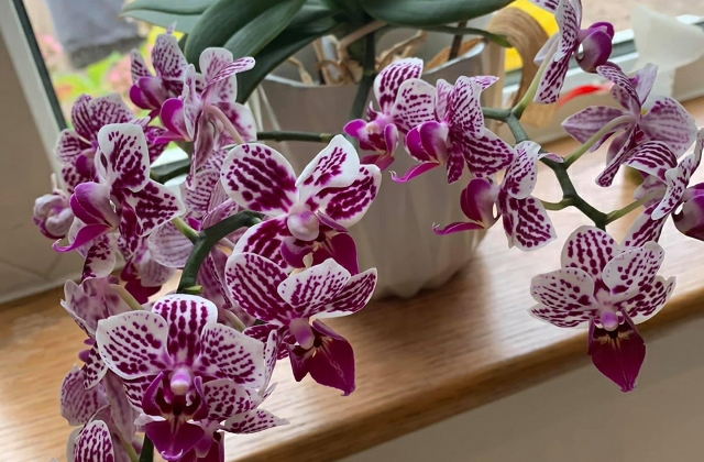 Why Do My Orchid Blooms Fall Off?