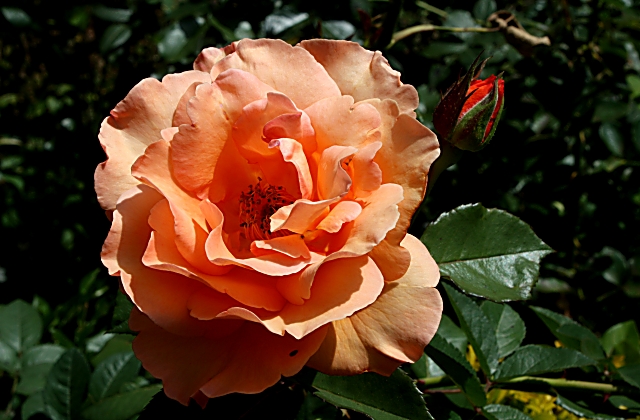 Colette Climbing Rose